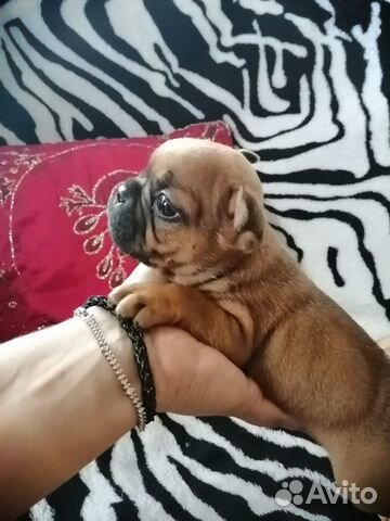 Щенок французского бульдога девочка красный соболь