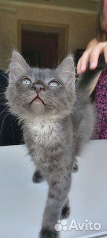 Котенок мальчик 4 месяца