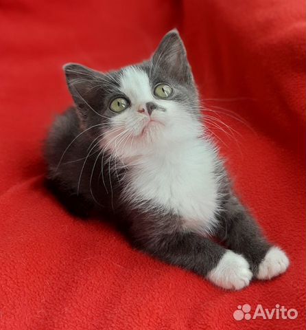 Малышка котёнок прикольного окраса в дар