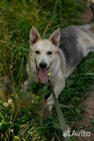 Собака в добрые руки щенок лайка