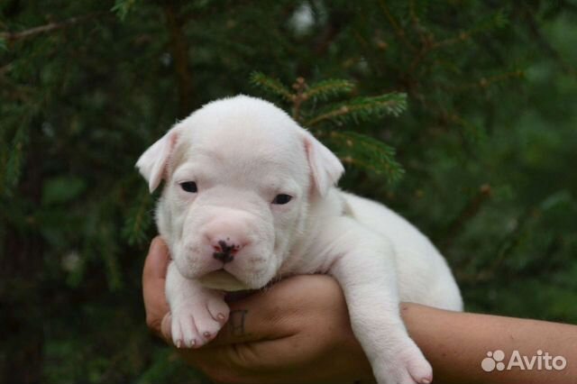 Щеночки Стаффа с документами РКФ