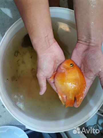 Рыбки Попугай и Птеригоплихт