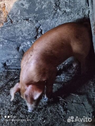 Продается Кабанчик дюрок