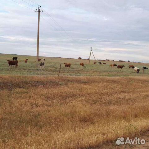 Коровы молочные. 3 шт