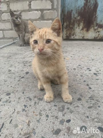 Рыжий котенок