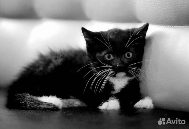 Черно-белый котенок девочка