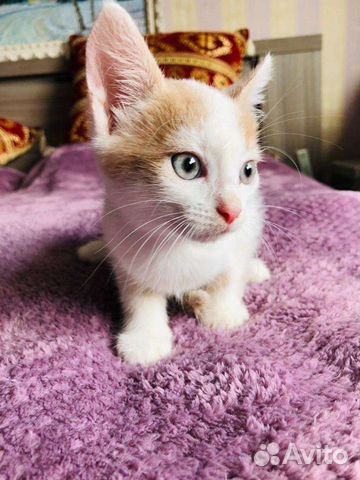 Котёнок, котята малыш 1,5 мес мальчик в дар