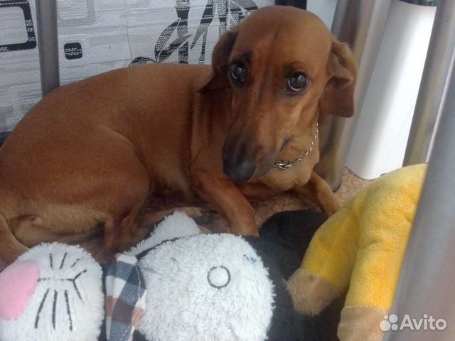 Такса вязка бесплатно