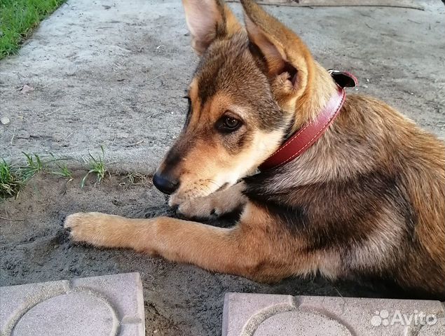 Собака в добрые руки щенок