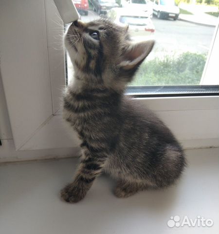 Котята в добрые руки бесплатно
