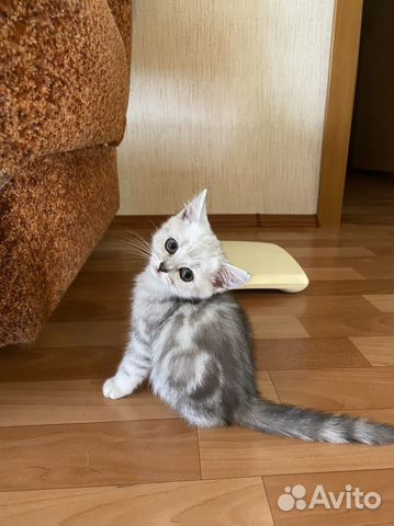 Британские котята