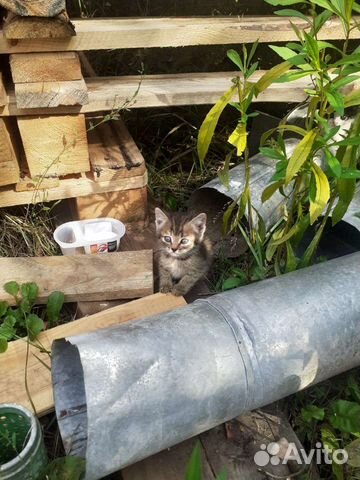 Котята бесплатно