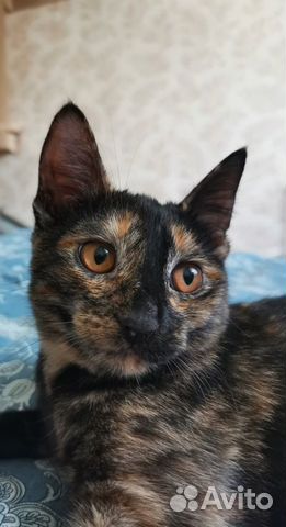 Кошка