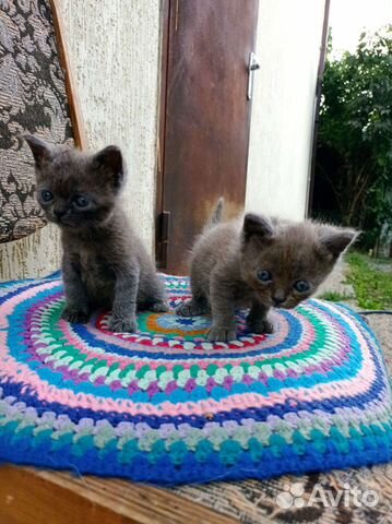 Кошки в добрые руки бесплатно