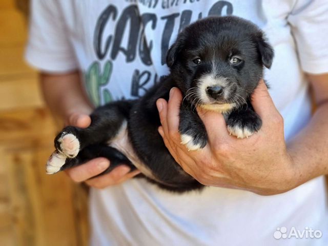 Щенок Маня. Вырастет по колено. Привезём