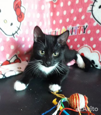 Котик подросток,4 мес