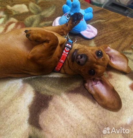 Девочка таксы