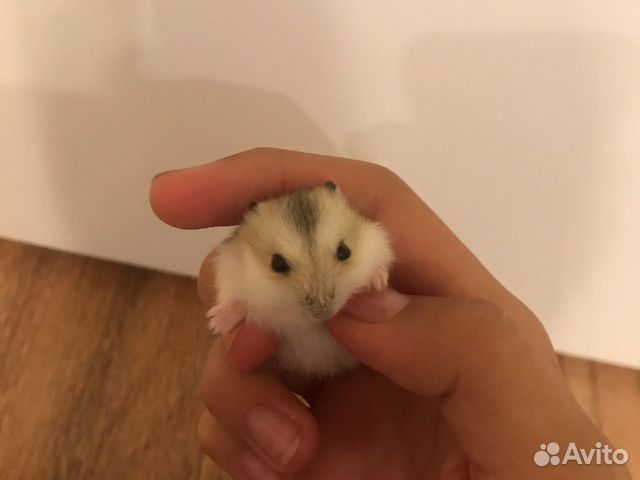 Джунгарский хомяк