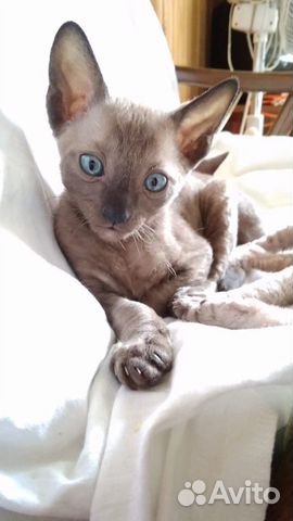 Корниш-рекс