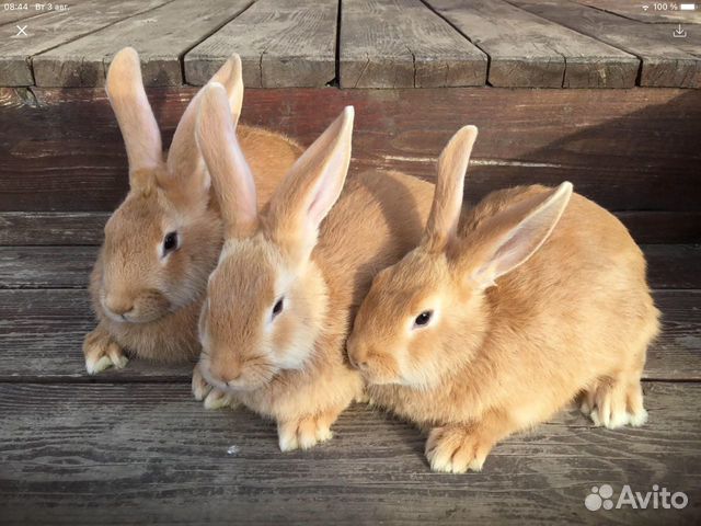 Кролы на племя