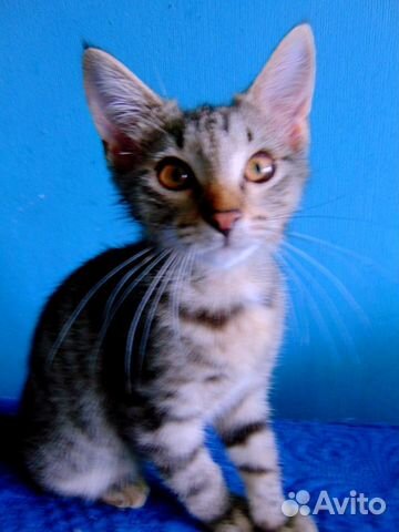 Кошечка - забавная и сообразительная