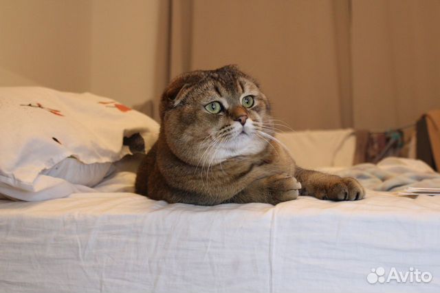 Вязка с великолепным вислоухим шотландцем