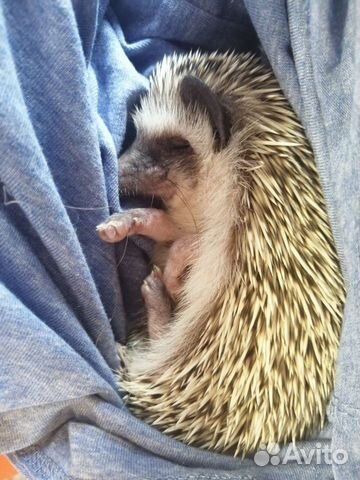 Милая самка африканского ежа из питомника золотой