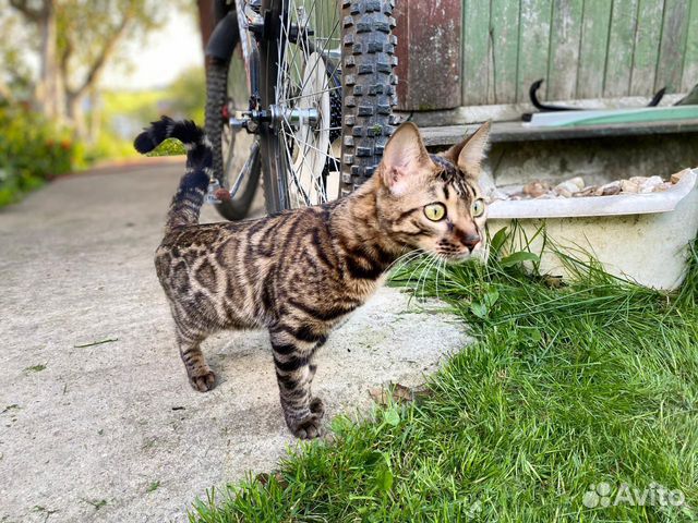 Бенгальская кошка