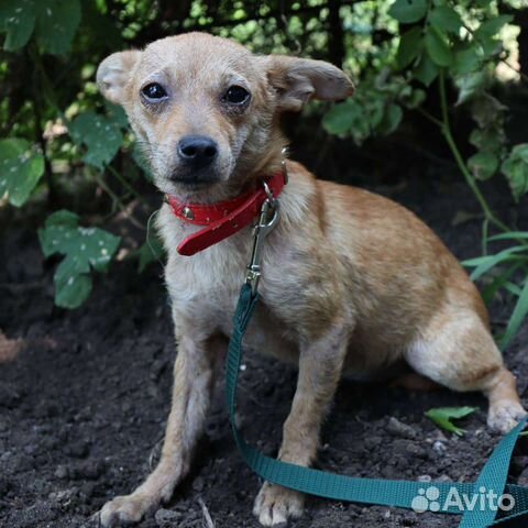 Алиса ищет передержку или сразу дом