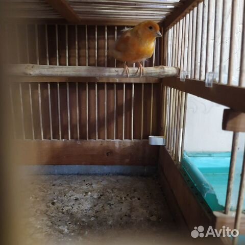 Кенар цветной