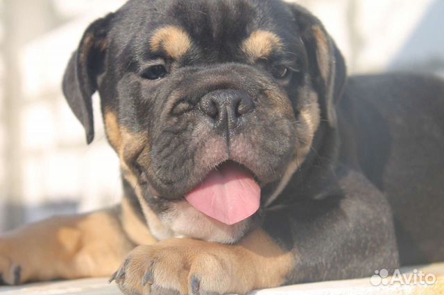 Английский бульдог мальчик