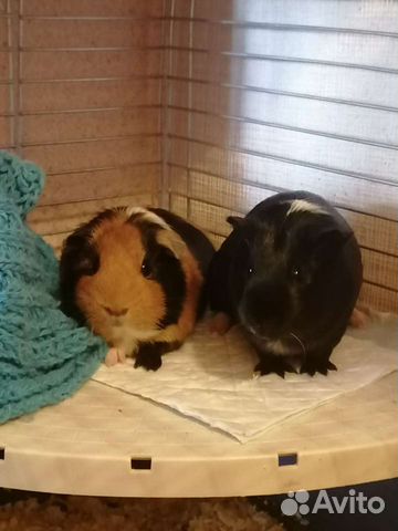 Морские свинки