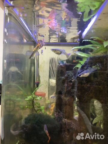 Аквариумные рыбки гуппи