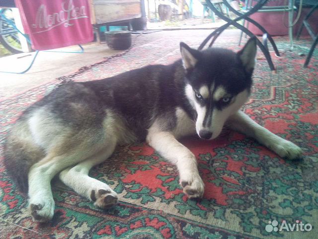 Сибирский хаски