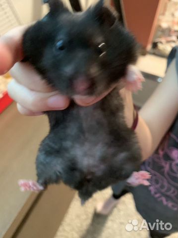 Хомяк с клеткой бесплатно