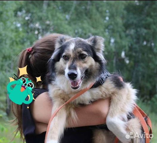 Молли как маленькая колли