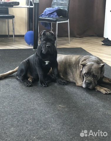 Кане корсо мальчик