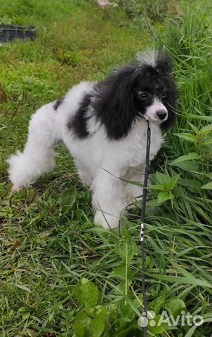 Очаровательный мальчик арлекин