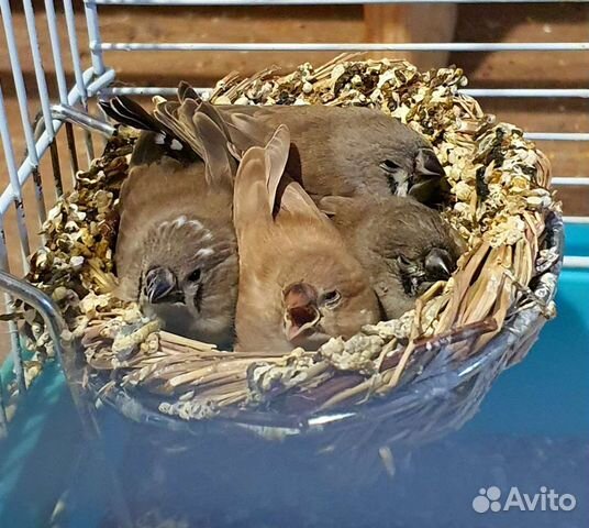 Птенцы амадины