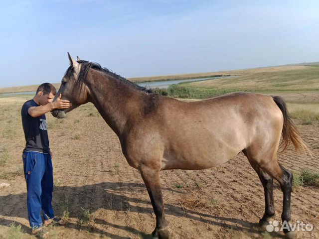 Продам жеребца, 3,5 года. ходит верхом,в упряжке