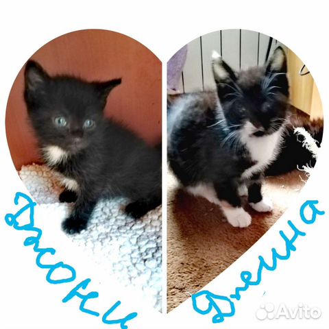 Котята ищут дом