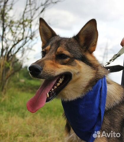 Породистую собаку купить. дворика просто взять