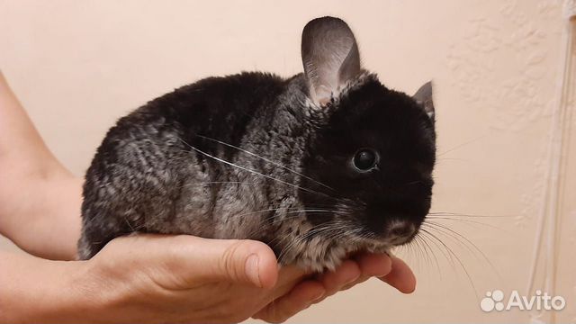 Продам шикарную шиншиллу с клеткой