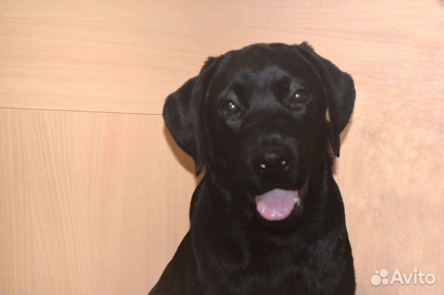 Щенки лабрадора