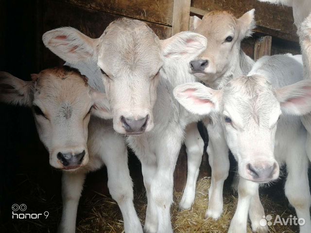 Швицы бычки И тёлочки