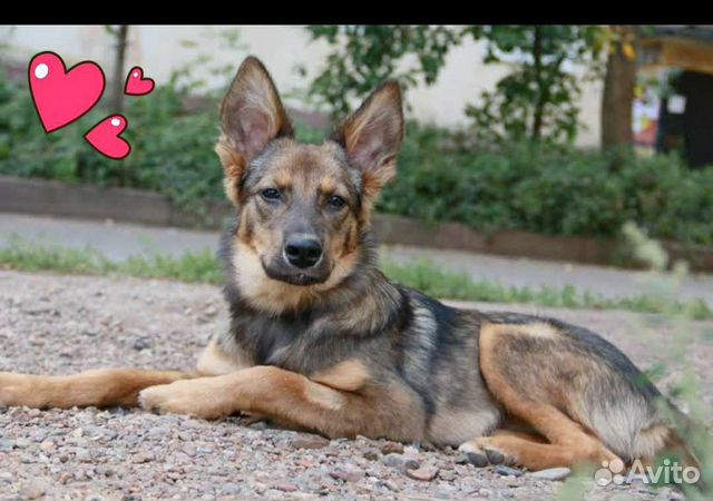 Собака-щенок