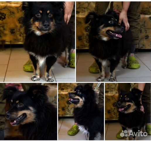 Собака небольшая мальчик ищет дом