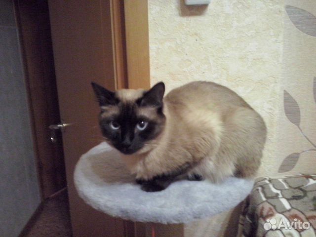 Кошки