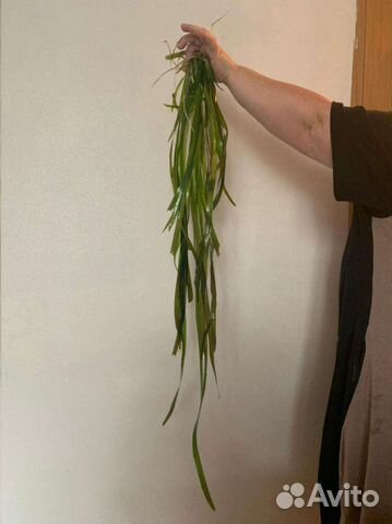 Валиснерия гигантская