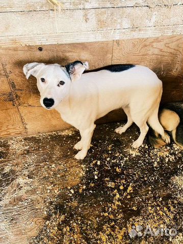 Белочка-собачка мечтает о тепле, ласке